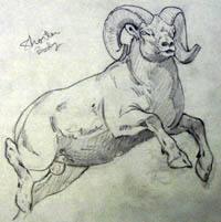 Big Horn Sheep – Works – eMuseum