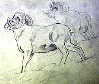Big Horn Sheep – Works – eMuseum