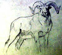 Big Horn Sheep – Works – eMuseum