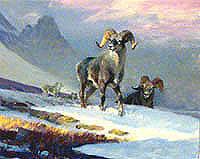 Big Horn Sheep Study – Works – eMuseum